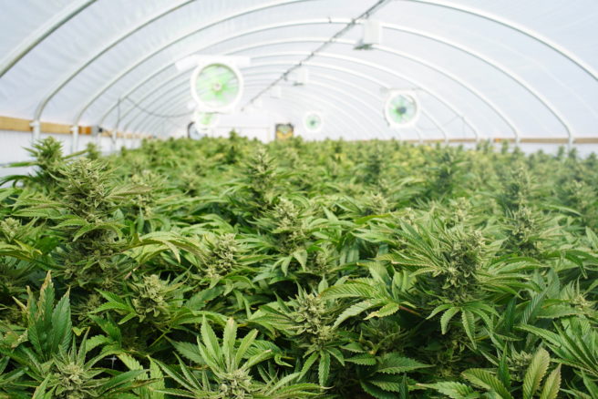 How Michigan’s New 24% Wholesale Cannabis Tax Will Affect Marijuana ...